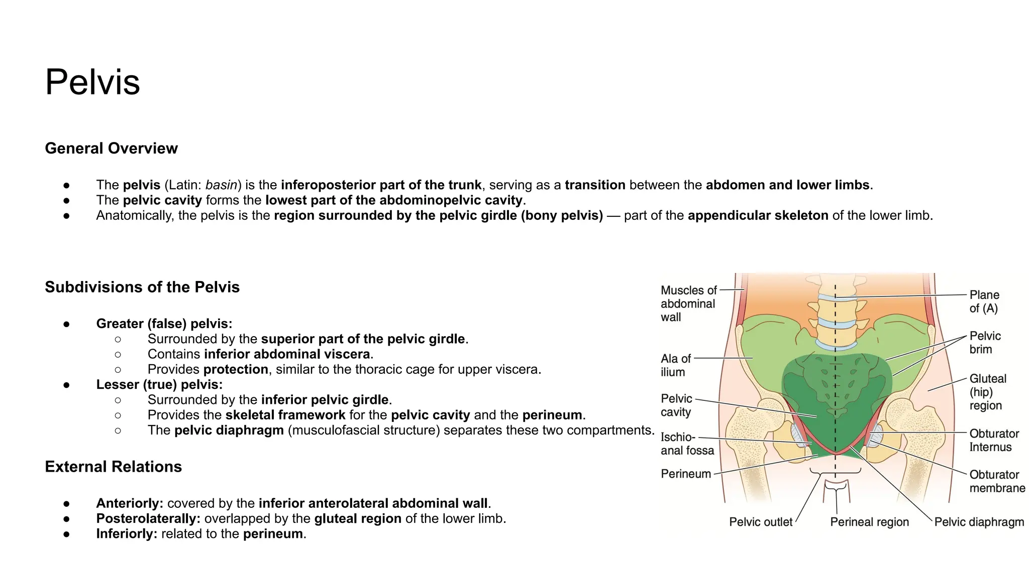 Anatomy Diaphragm&Pelvis.pdf anatomy study pdf | PDF