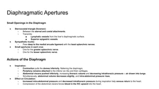 Anatomy Diaphragm&Pelvis.pdf anatomy study pdf | PDF