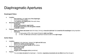 Anatomy Diaphragm&Pelvis.pdf anatomy study pdf | PDF