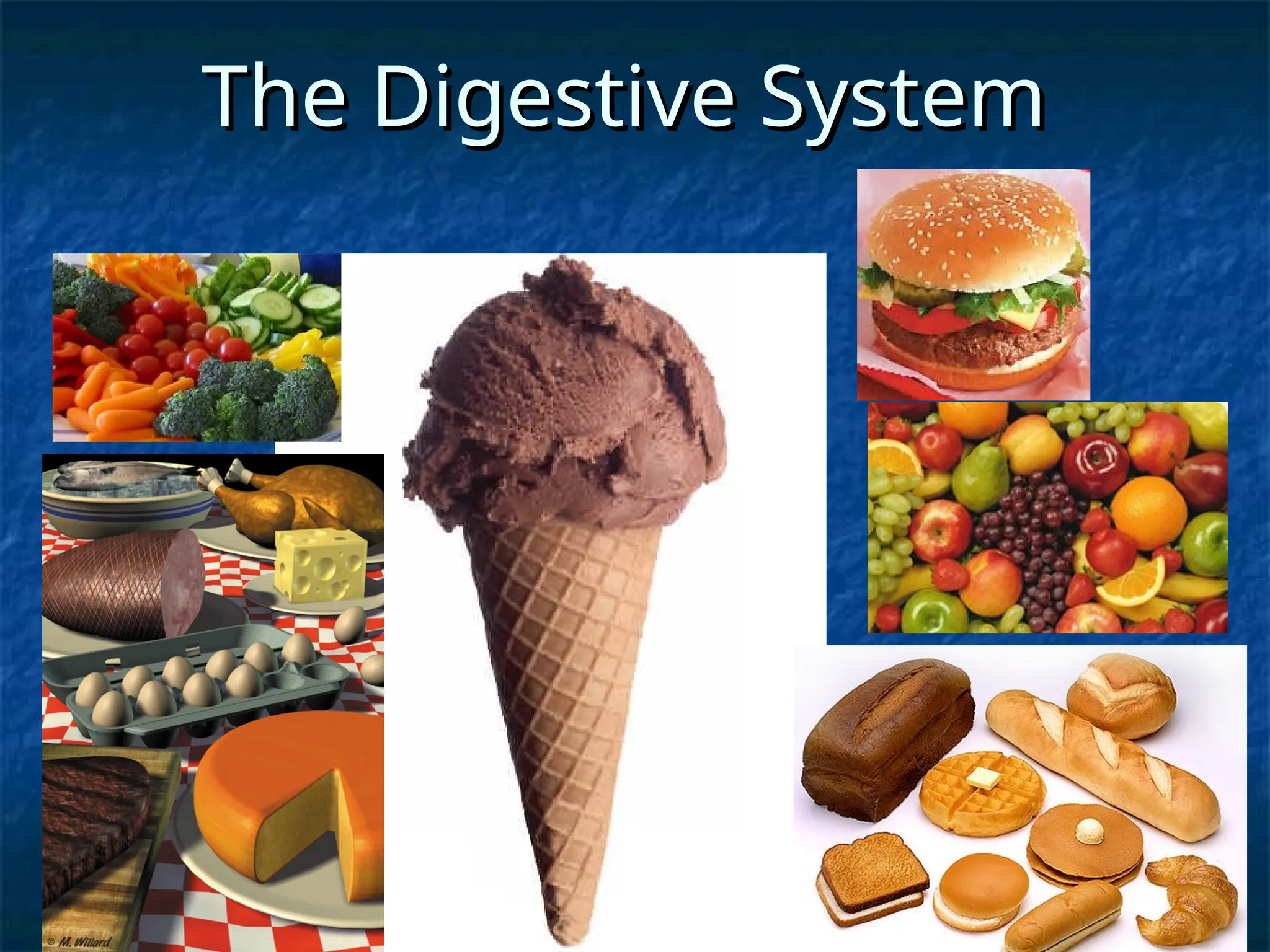 Anatomy of Digestion_The Digestive System.ppt
