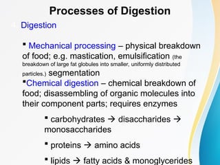 Anatomy of Digestion_The Digestive System.ppt