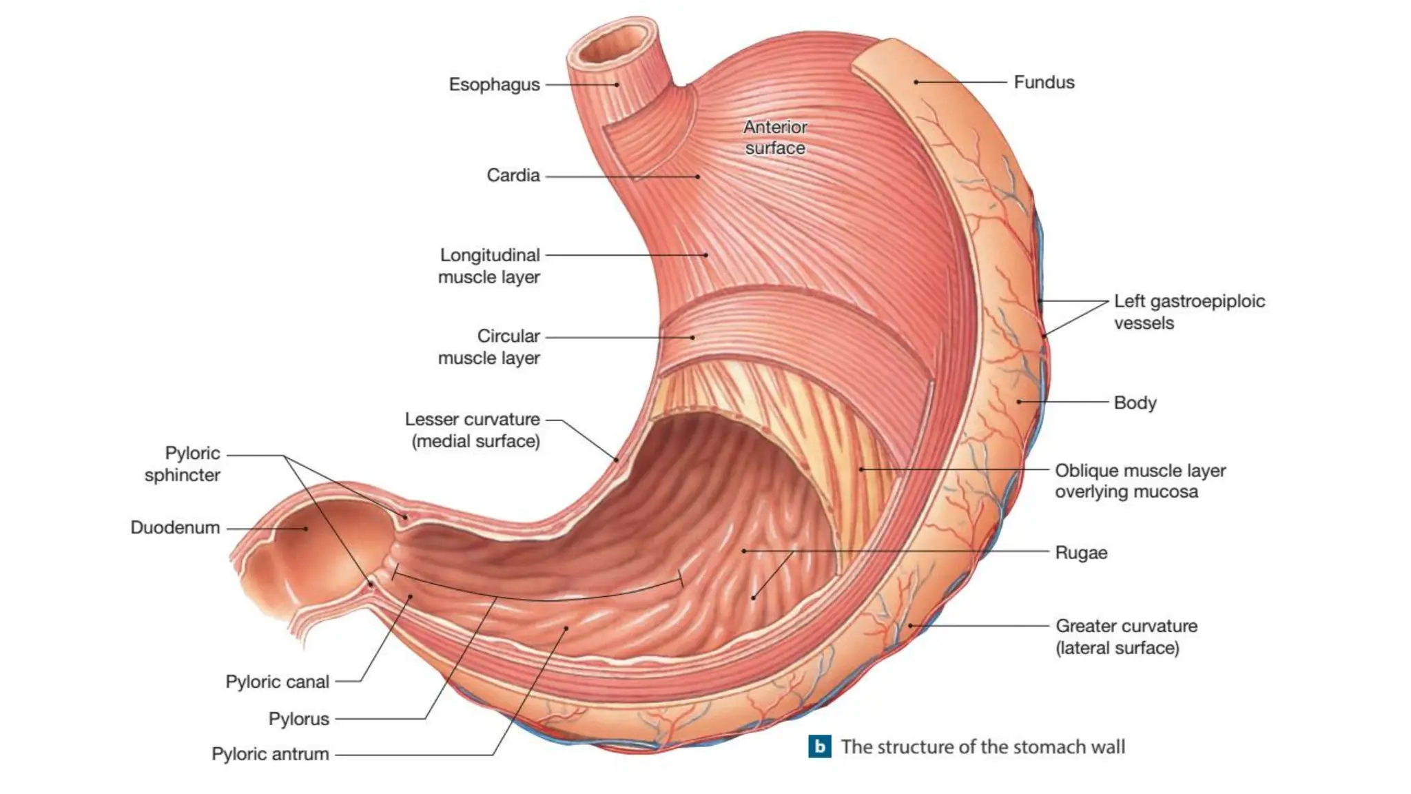 Anatomy Digestive System 1st proff 2022-2023.pdf