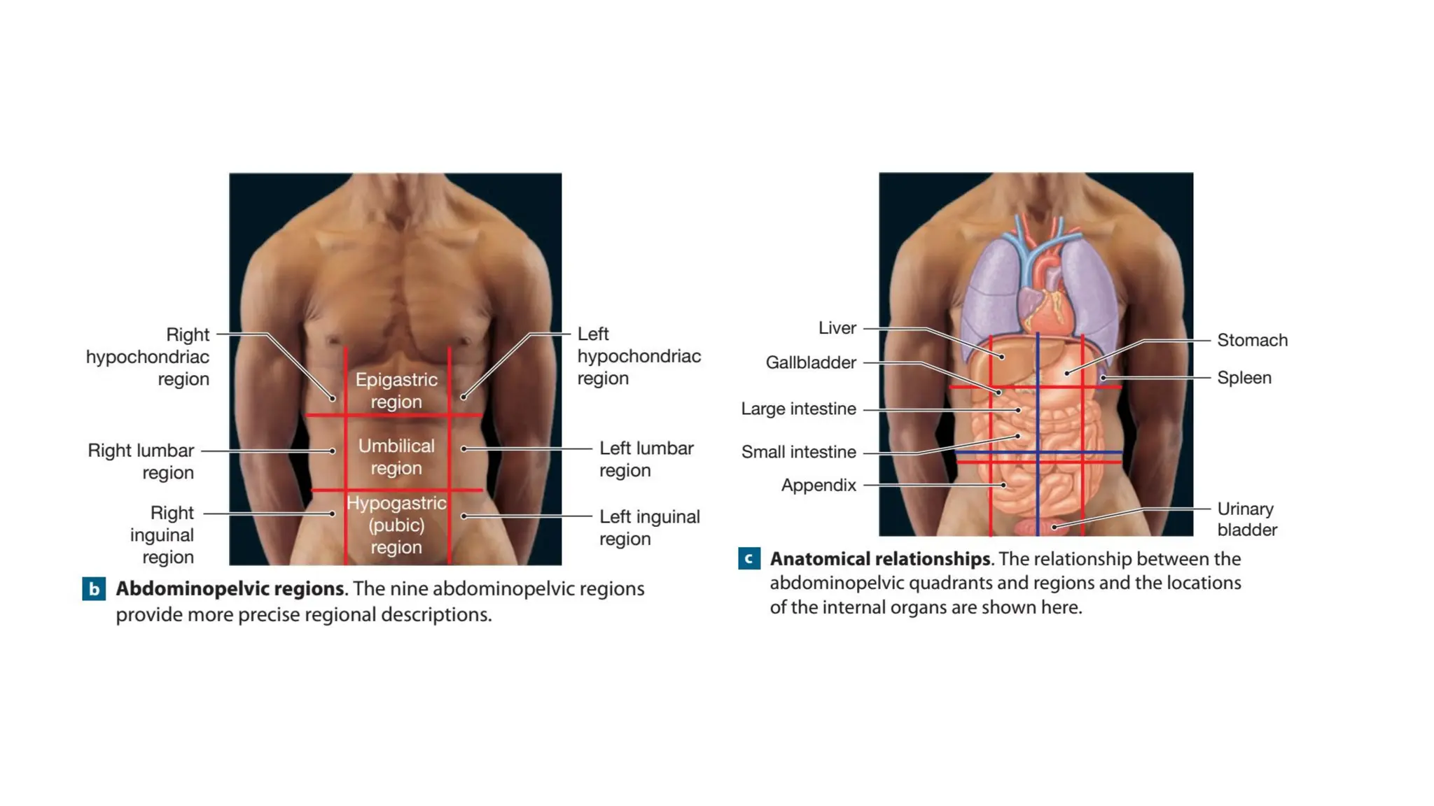 Anatomy Digestive System 1st proff 2022-2023.pdf