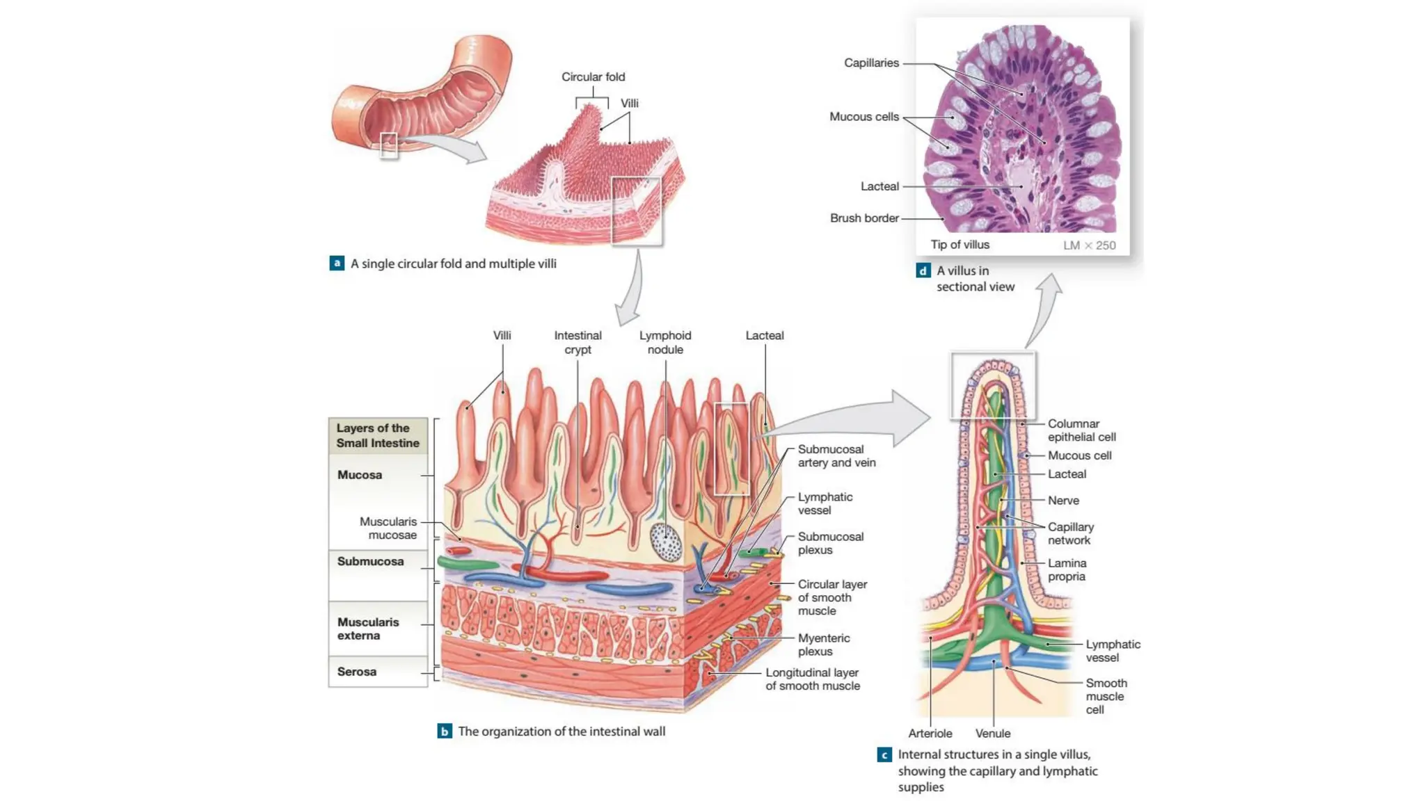 Anatomy Digestive System 1st proff 2022-2023.pdf