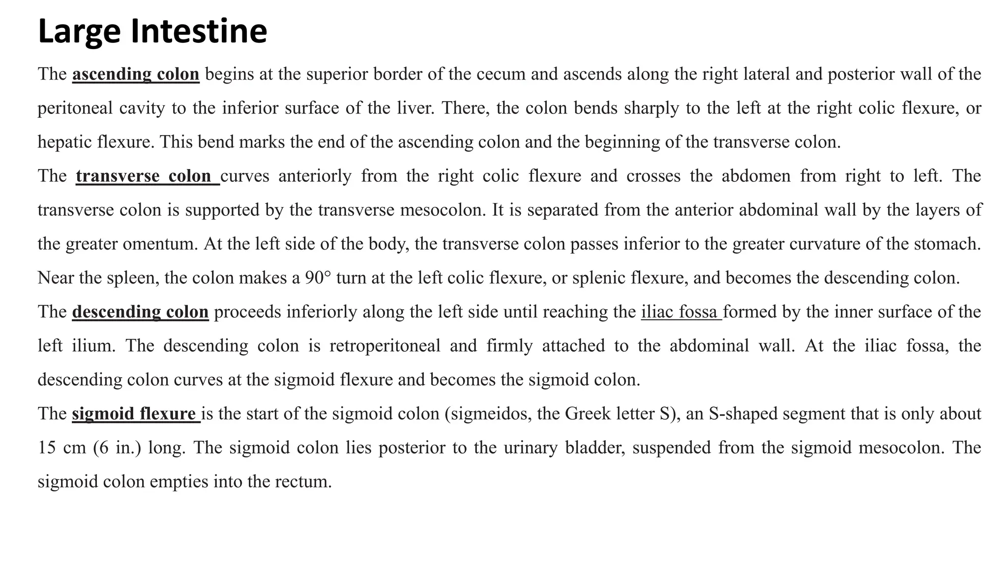 Anatomy Digestive System 1st proff 2022-2023.pdf