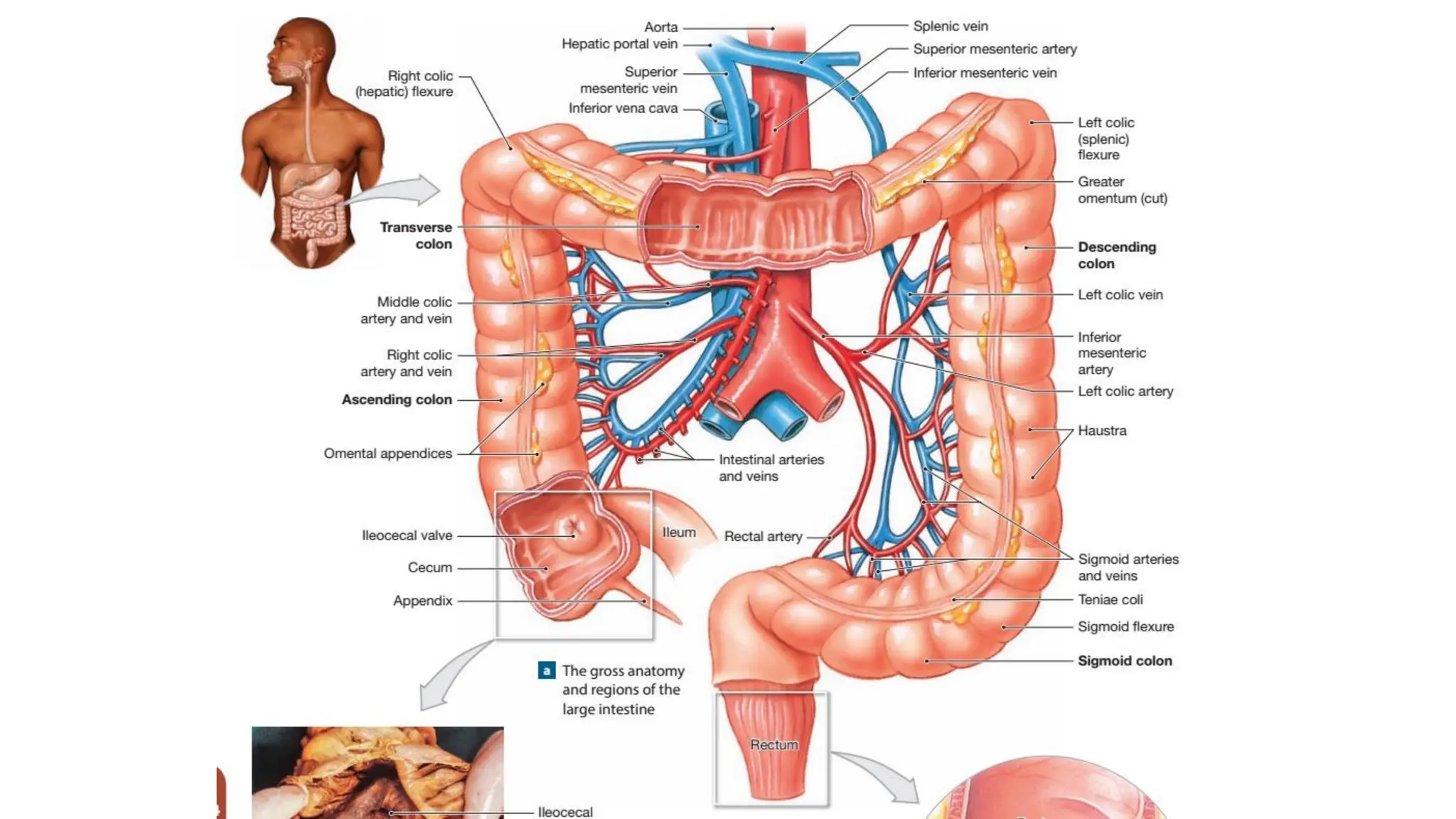 Anatomy Digestive System 1st proff 2022-2023.pdf