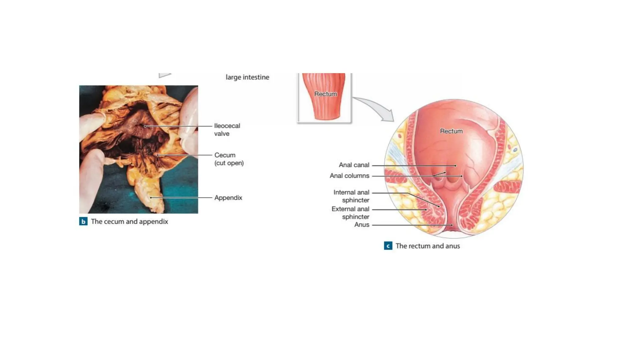 Anatomy Digestive System 1st proff 2022-2023.pdf