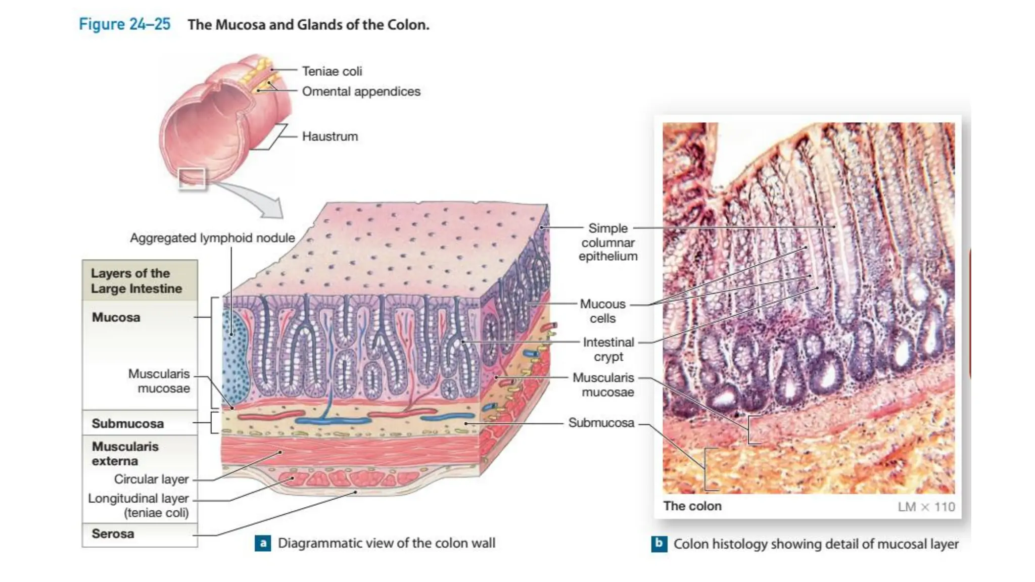 Anatomy Digestive System 1st proff 2022-2023.pdf