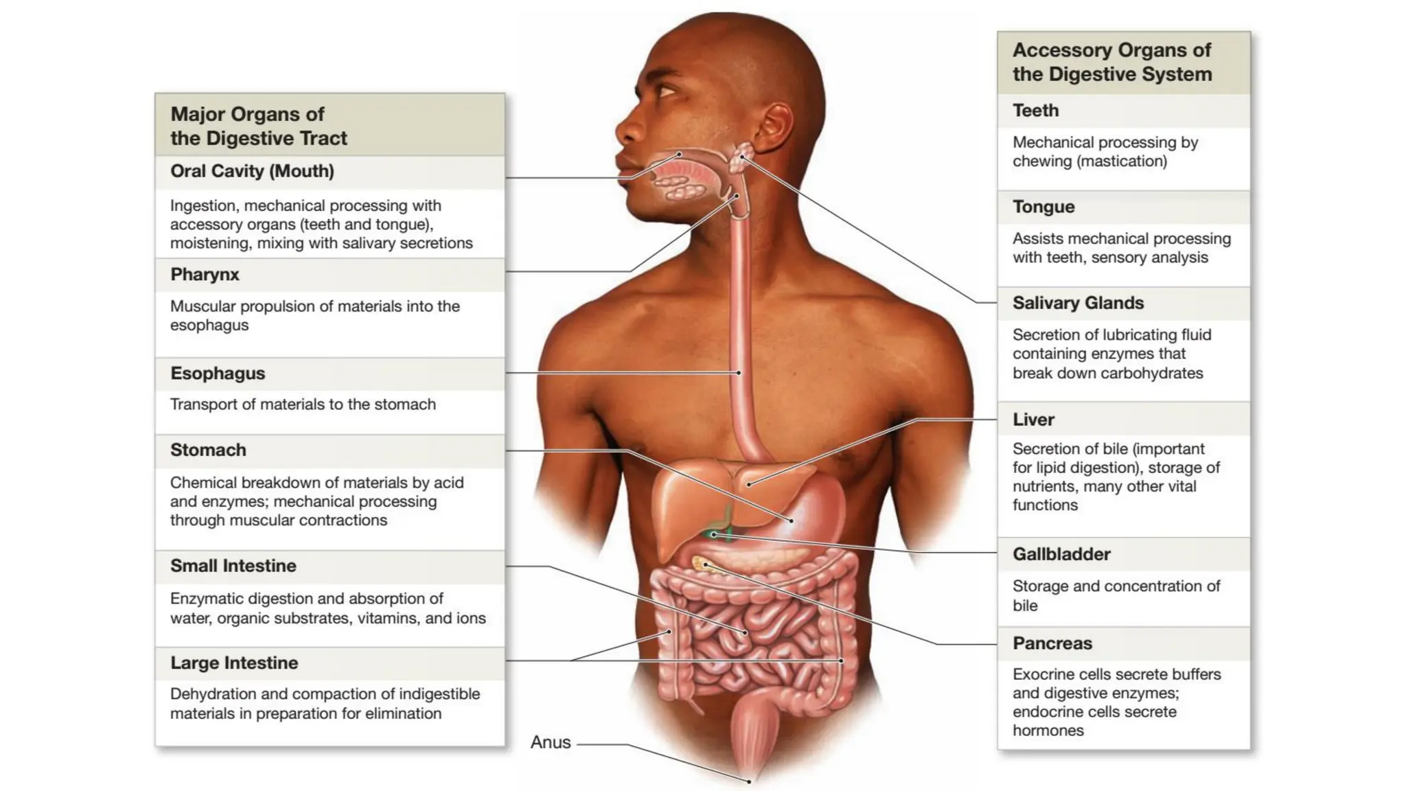 Anatomy Digestive System 1st proff 2022-2023.pdf