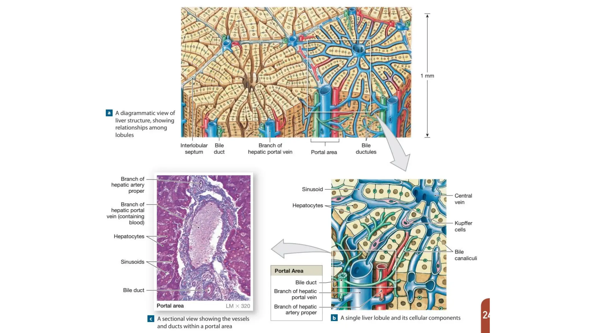 Anatomy Digestive System 1st proff 2022-2023.pdf