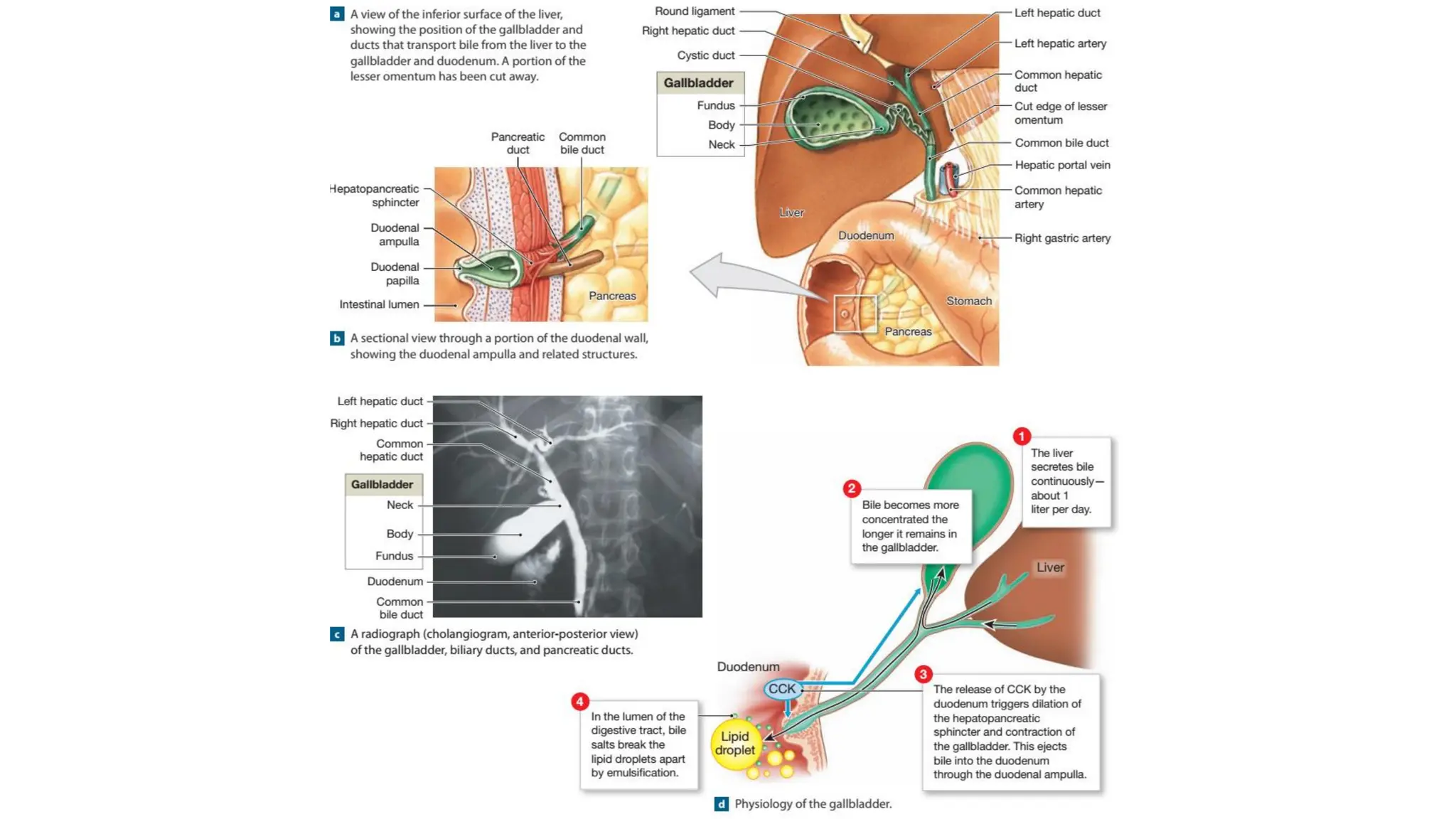 Anatomy Digestive System 1st proff 2022-2023.pdf
