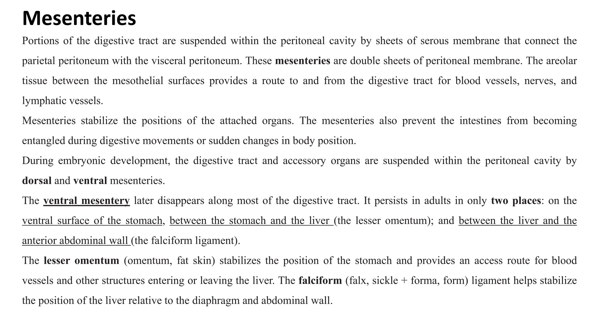 Anatomy Digestive System 1st proff 2022-2023.pdf
