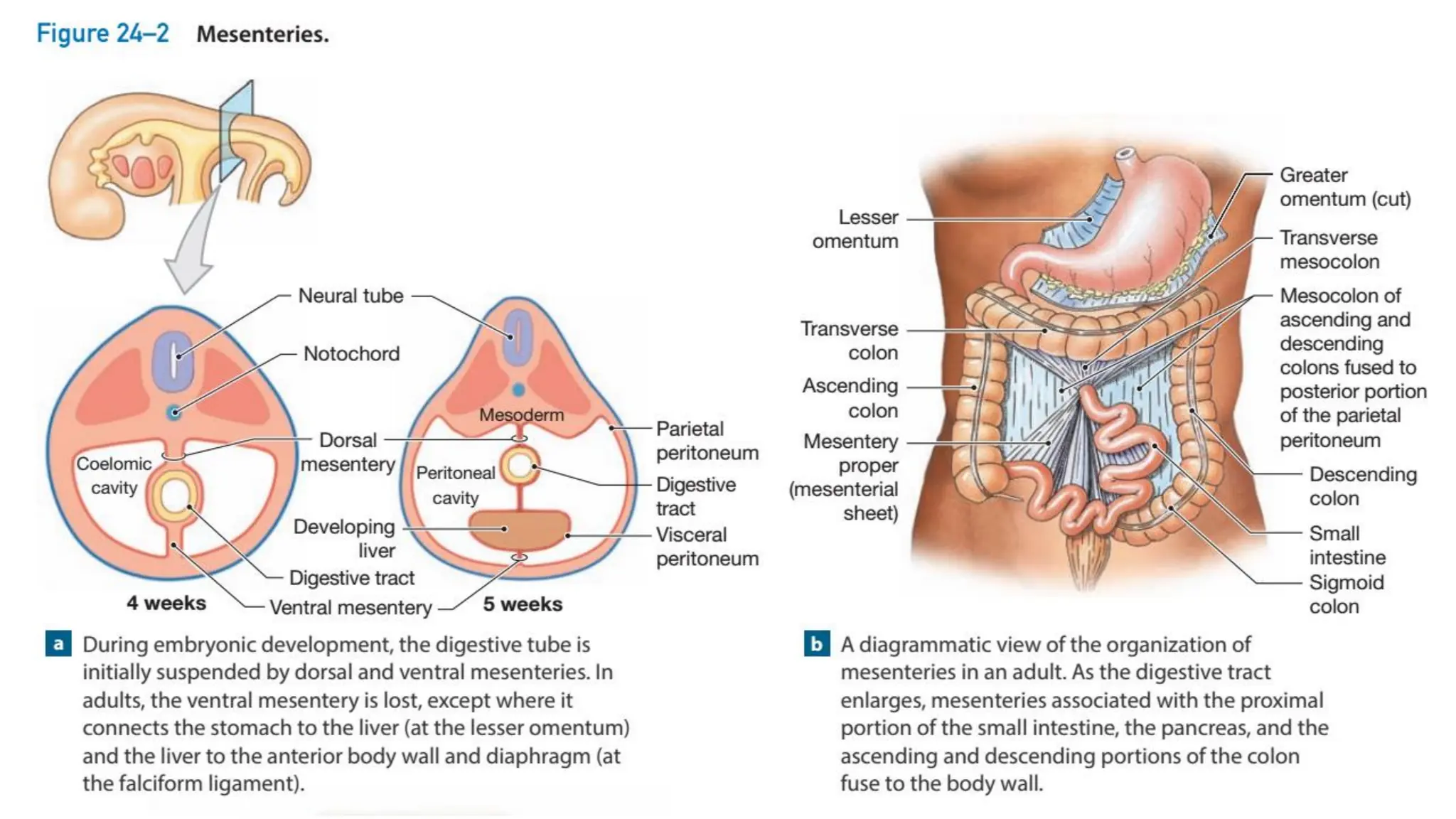 Anatomy Digestive System 1st proff 2022-2023.pdf