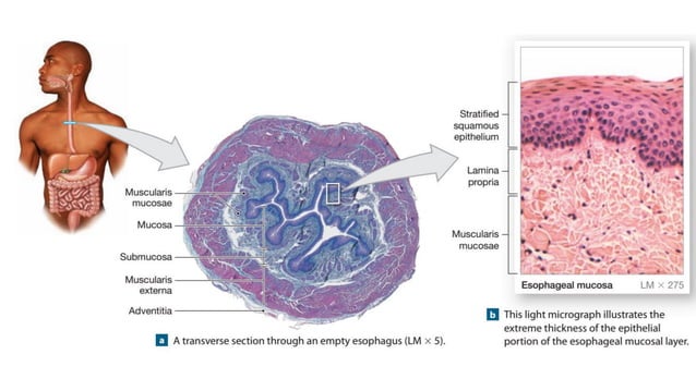 Anatomy Digestive System 1st proff 2022-2023.pdf