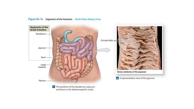 Anatomy Digestive System 1st proff 2022-2023.pdf