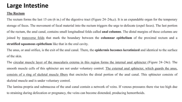 Anatomy Digestive System 1st proff 2022-2023.pdf