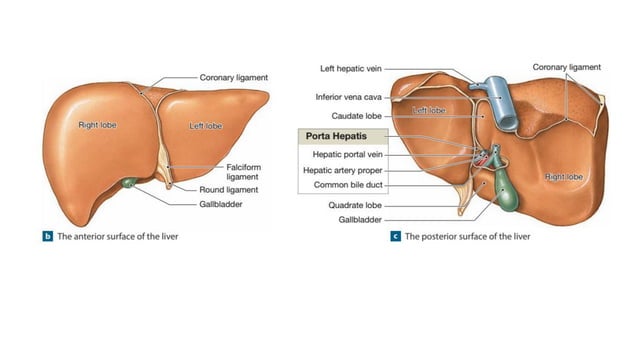 Anatomy Digestive System 1st proff 2022-2023.pdf