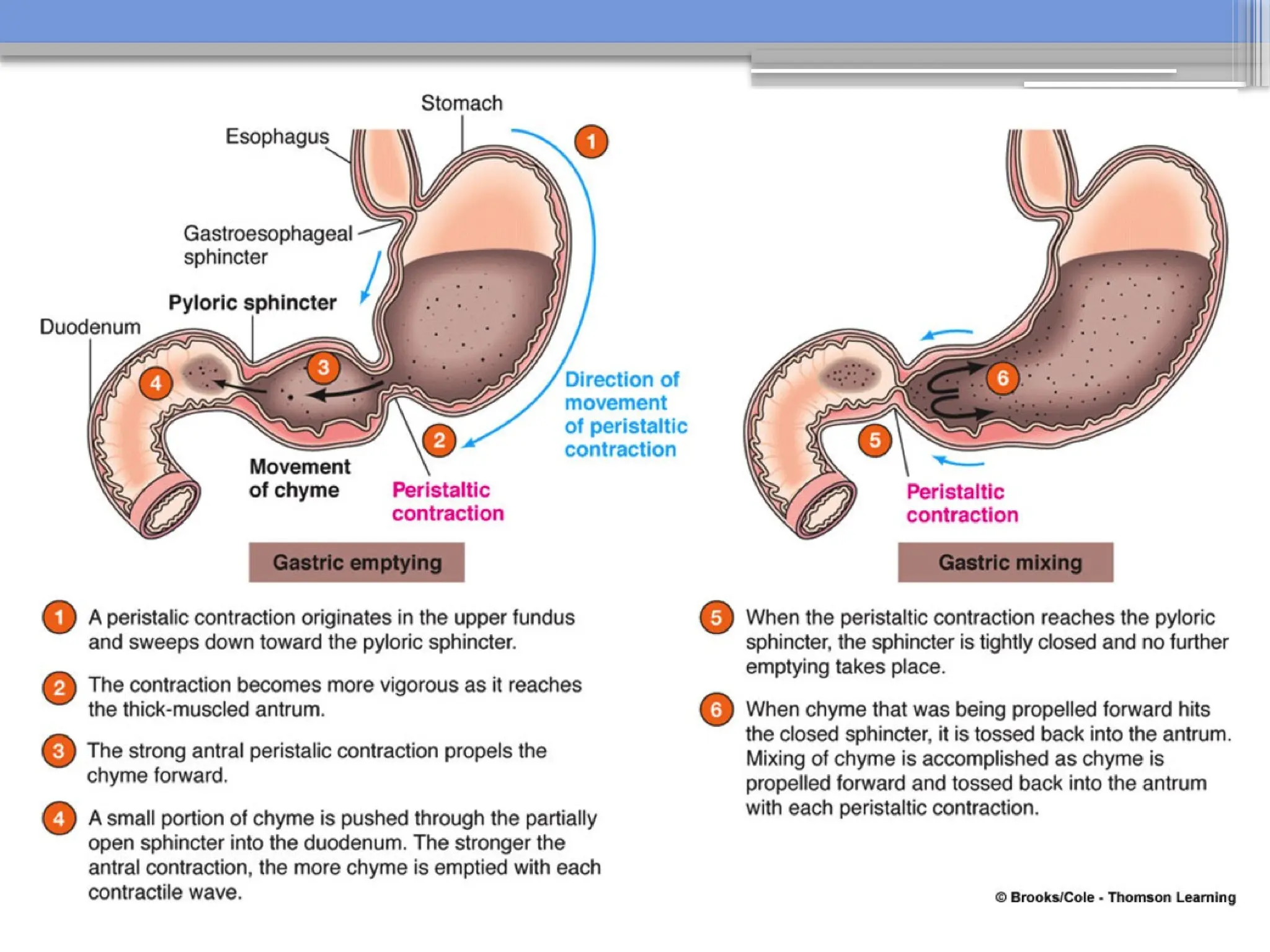 Anatomy_digestive_system_anatomi_saluran.pptx