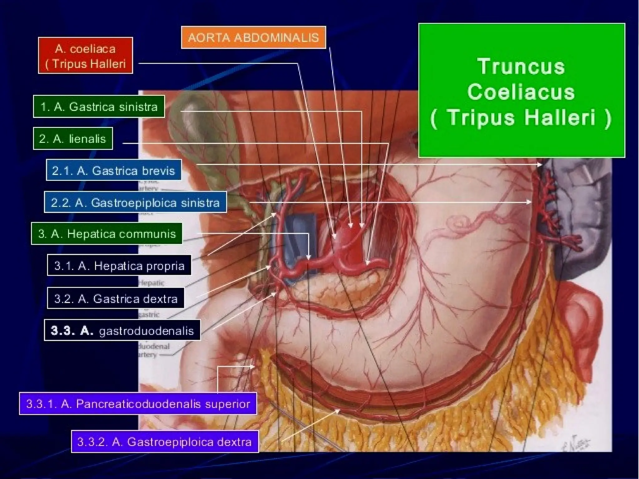 Anatomy_digestive_system_anatomi_saluran.pptx