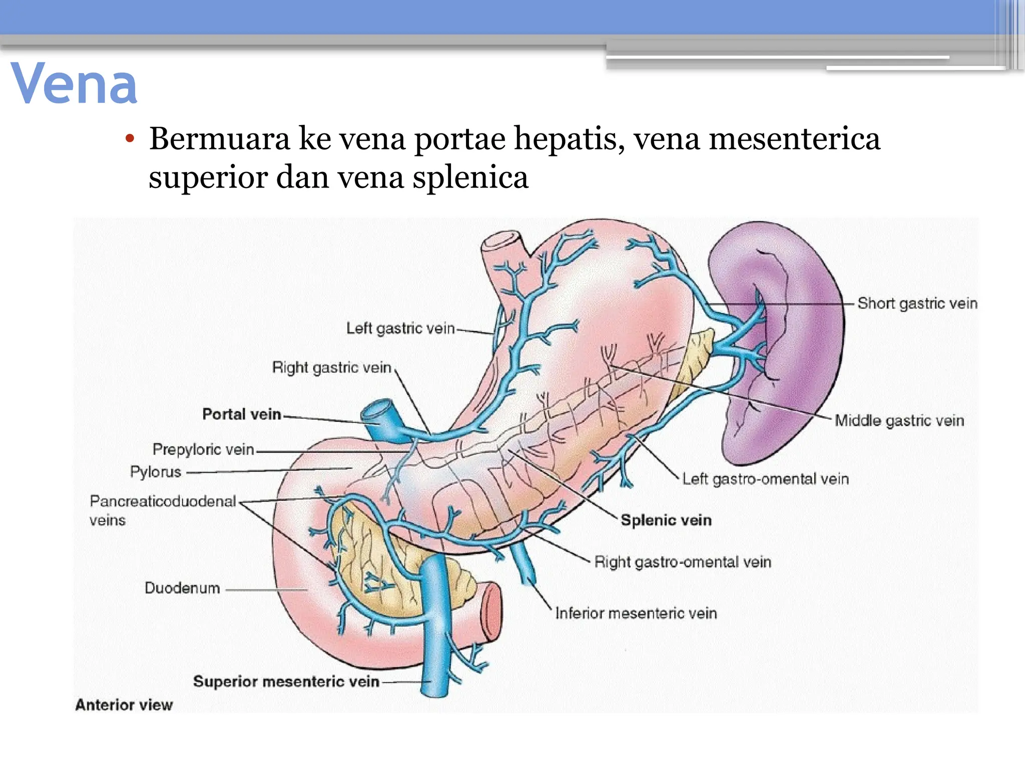 Anatomy_digestive_system_anatomi_saluran.pptx