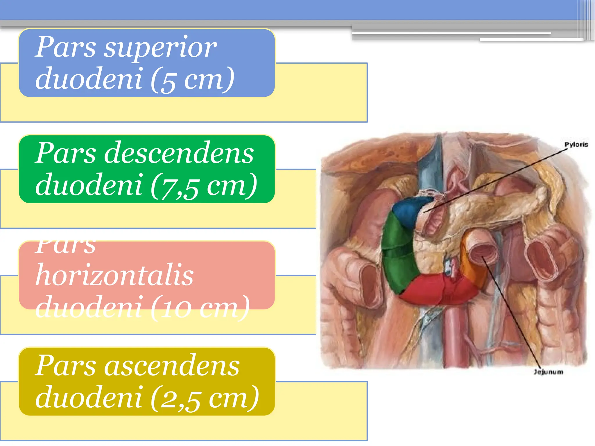 Anatomy_digestive_system_anatomi_saluran.pptx