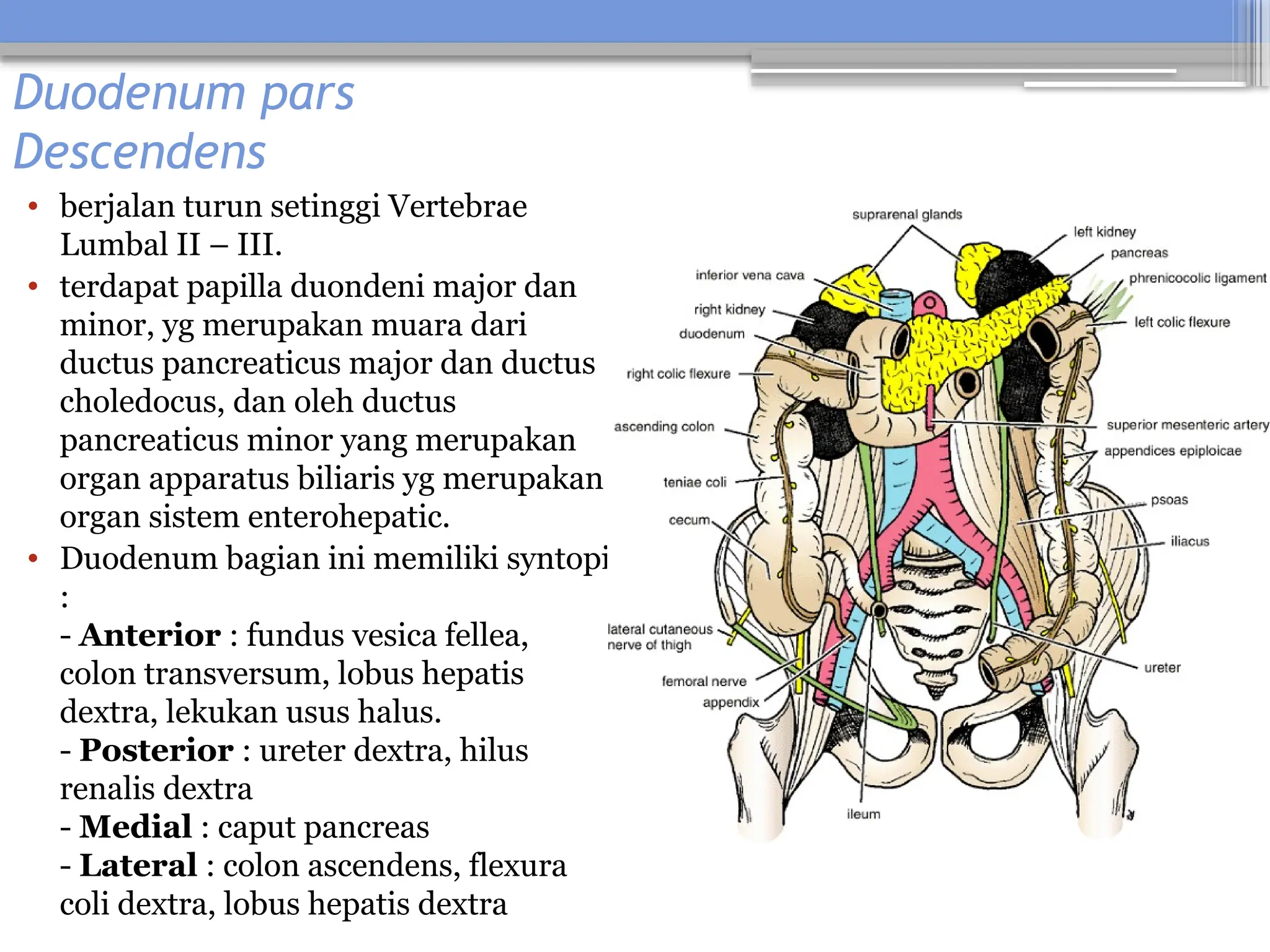 Anatomy_digestive_system_anatomi_saluran.pptx