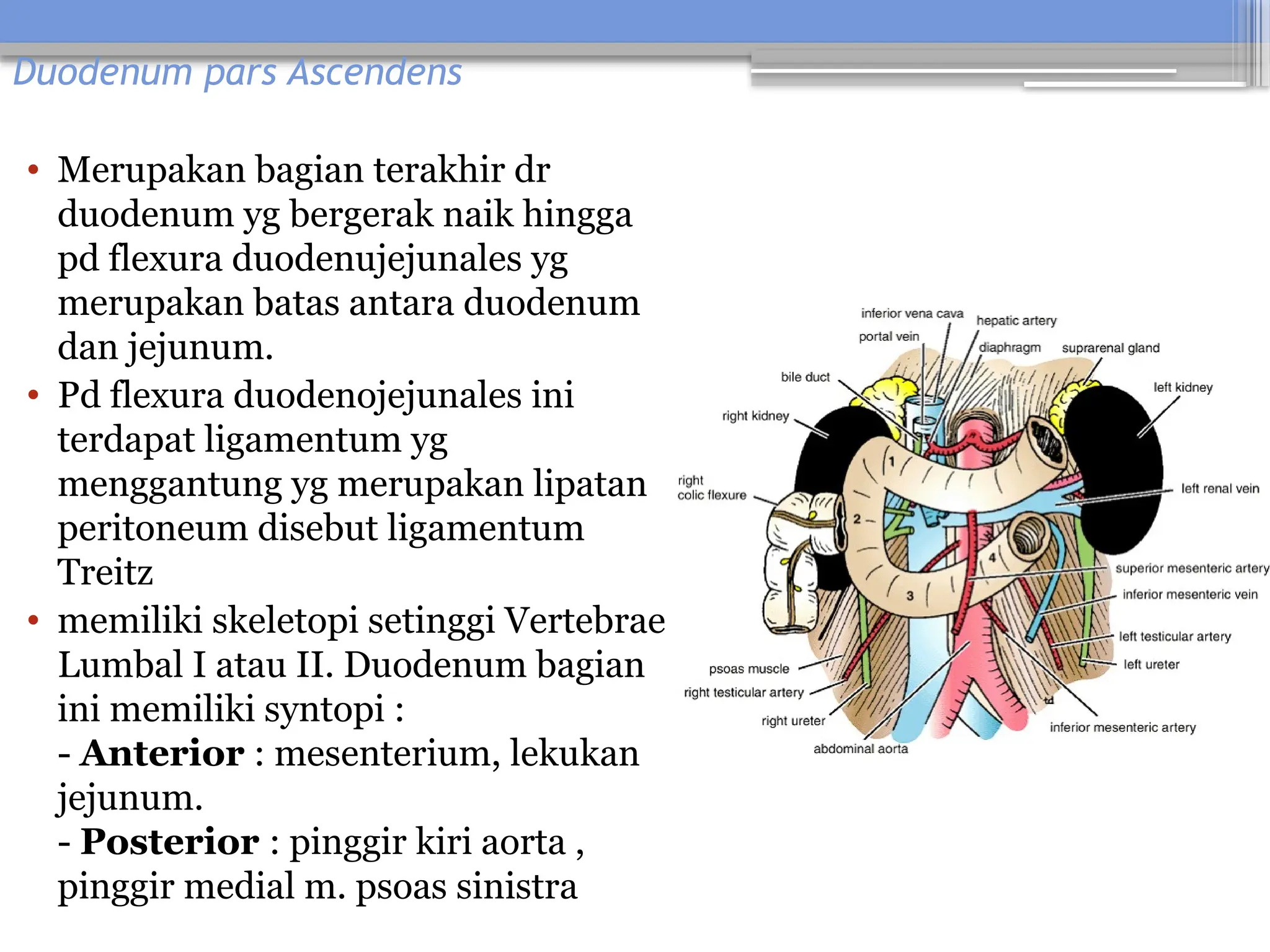 Anatomy_digestive_system_anatomi_saluran.pptx