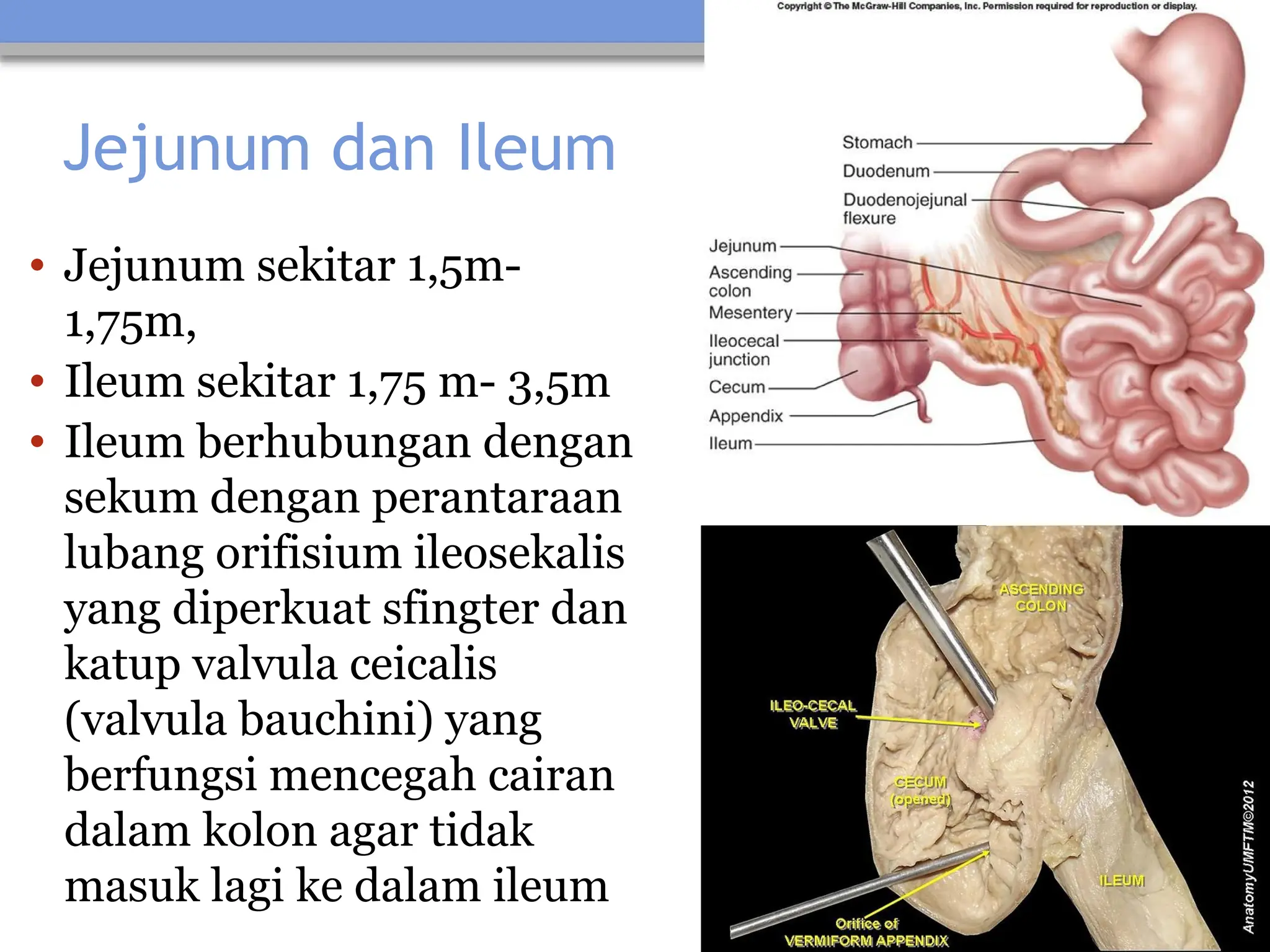 Anatomy_digestive_system_anatomi_saluran.pptx