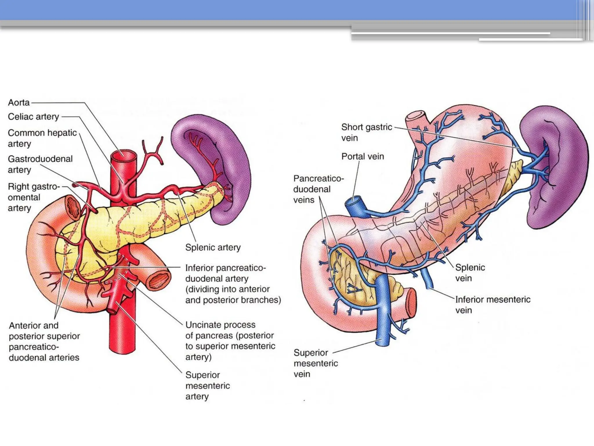 Anatomy_digestive_system_anatomi_saluran.pptx