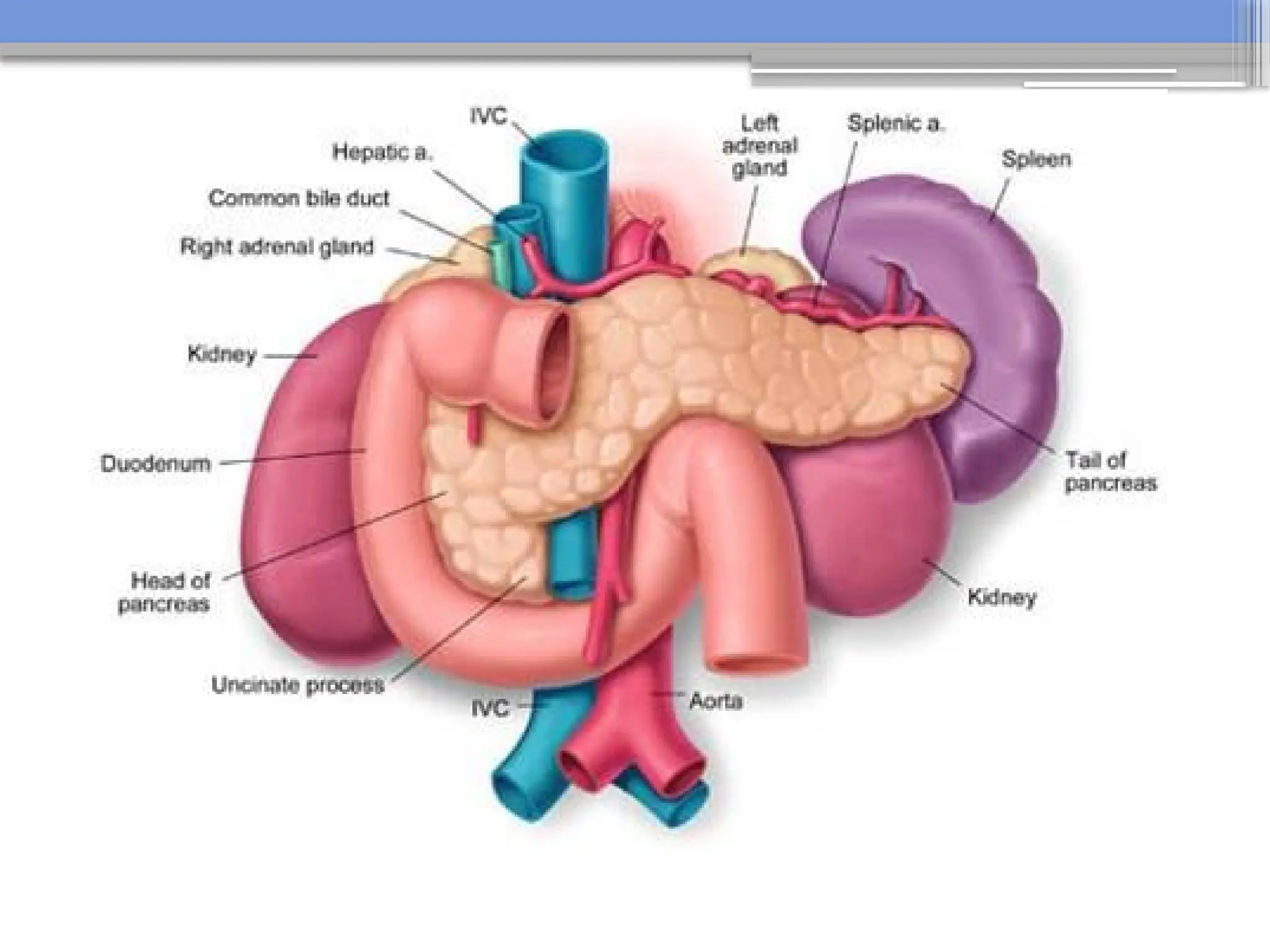 Anatomy_digestive_system_anatomi_saluran.pptx