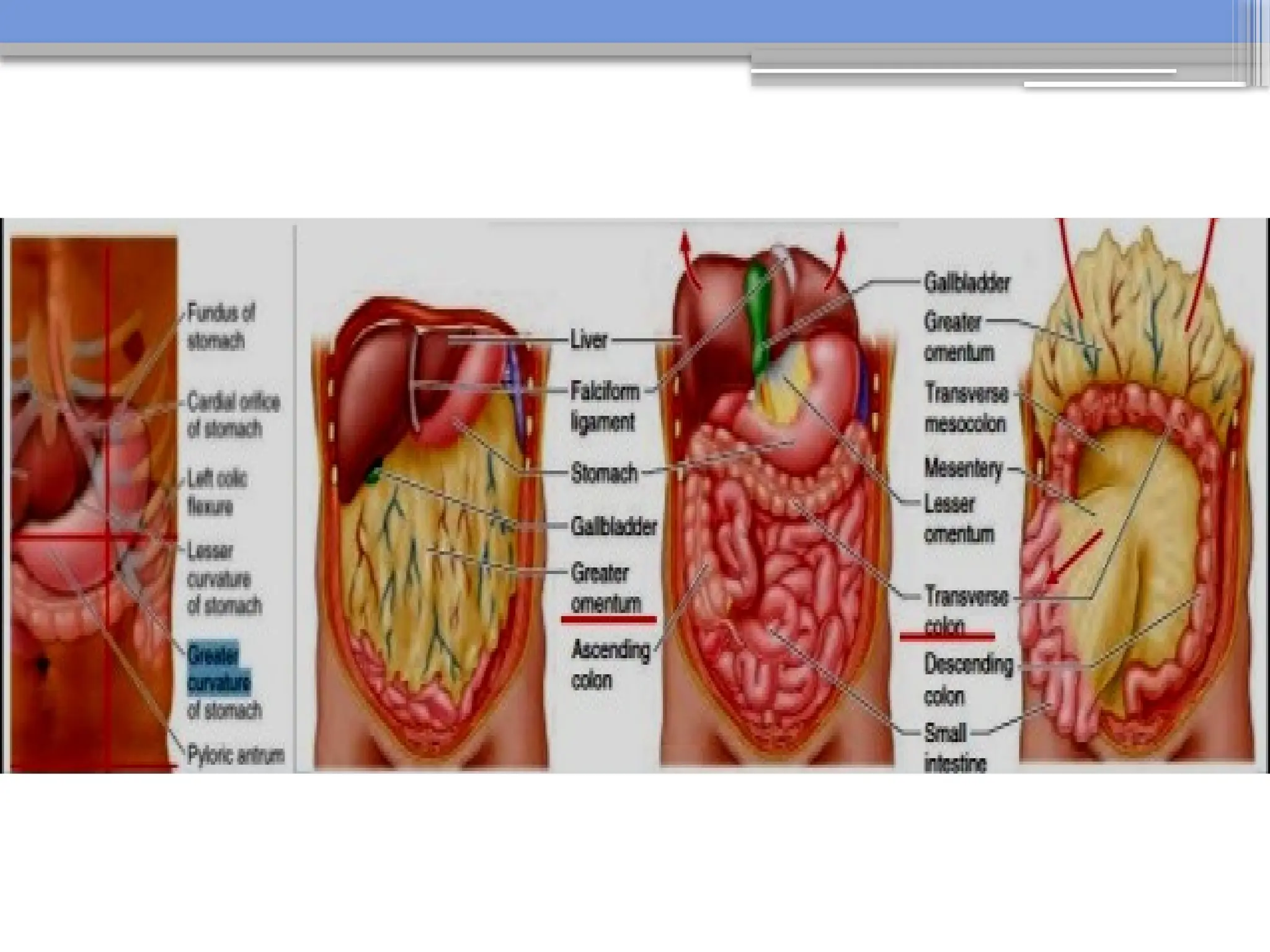 Anatomy_digestive_system_anatomi_saluran.pptx