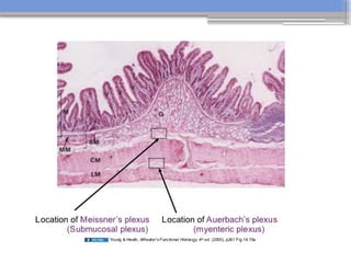 Anatomy_digestive_system_anatomi_saluran.pptx