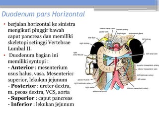 Anatomy_digestive_system_anatomi_saluran.pptx