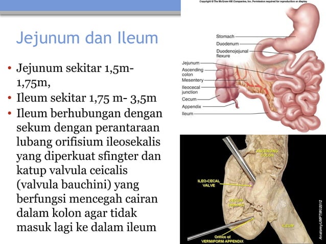 Anatomy_digestive_system_anatomi_saluran.pptx