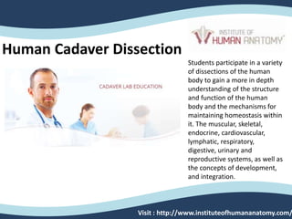 Anatomy dissection | PPT