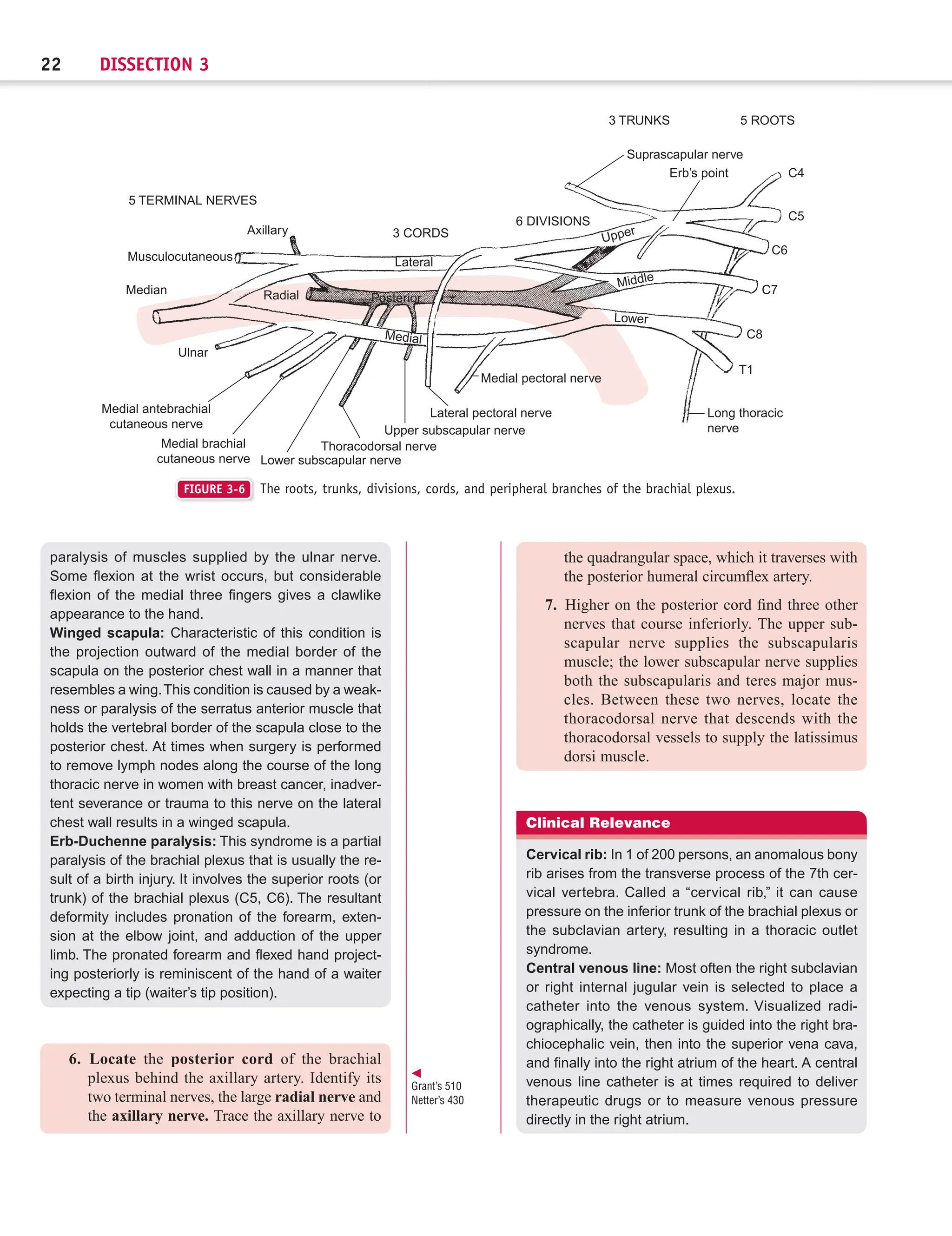 Anatomy Dissector - Clementes a book for anatomy class | PDF