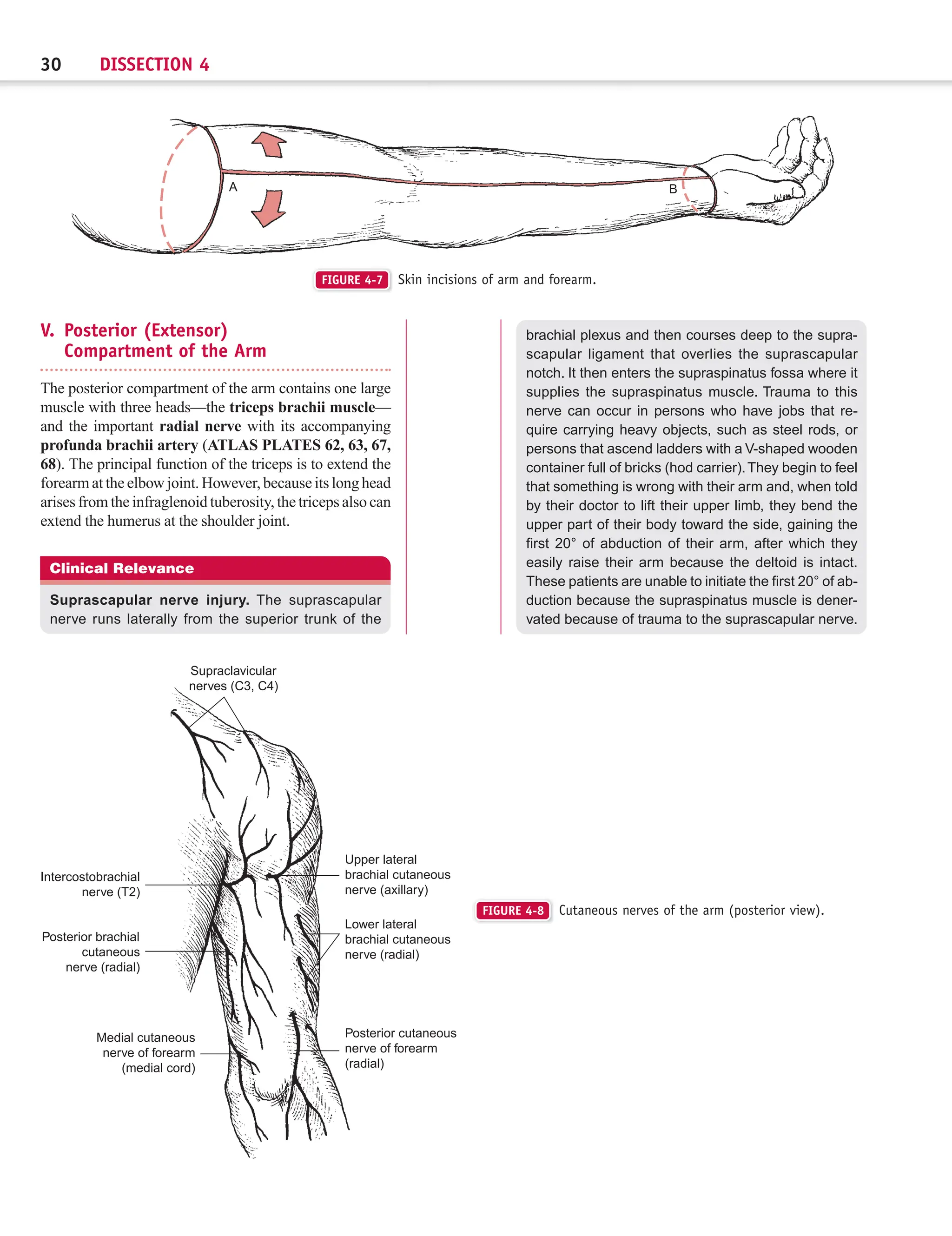 Anatomy Dissector - Clementes a book for anatomy class | PDF