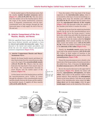 Anatomy Dissector - Clementes a book for anatomy class | PDF