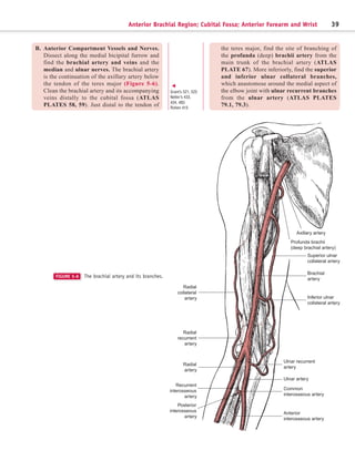 Anatomy Dissector - Clementes a book for anatomy class | PDF