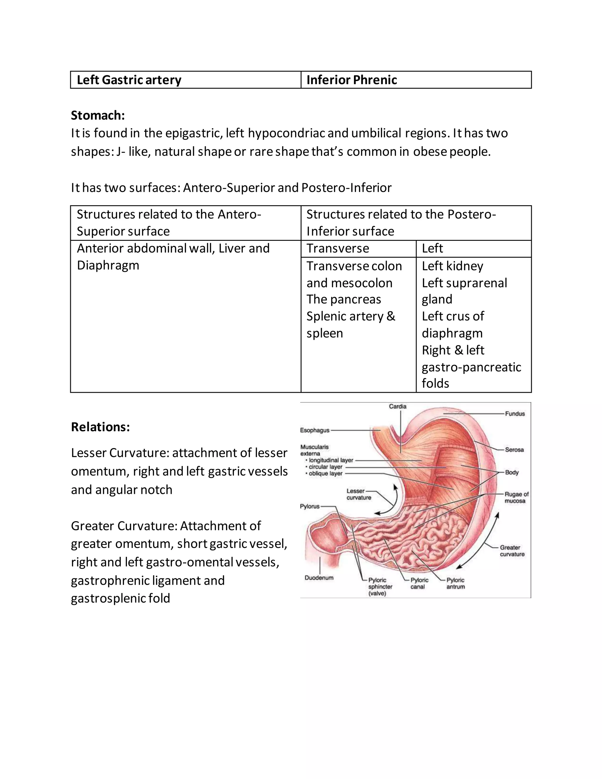 Summary: Anatomy of Abdomen Anterior Abdominal Wall, Esophagus and ...