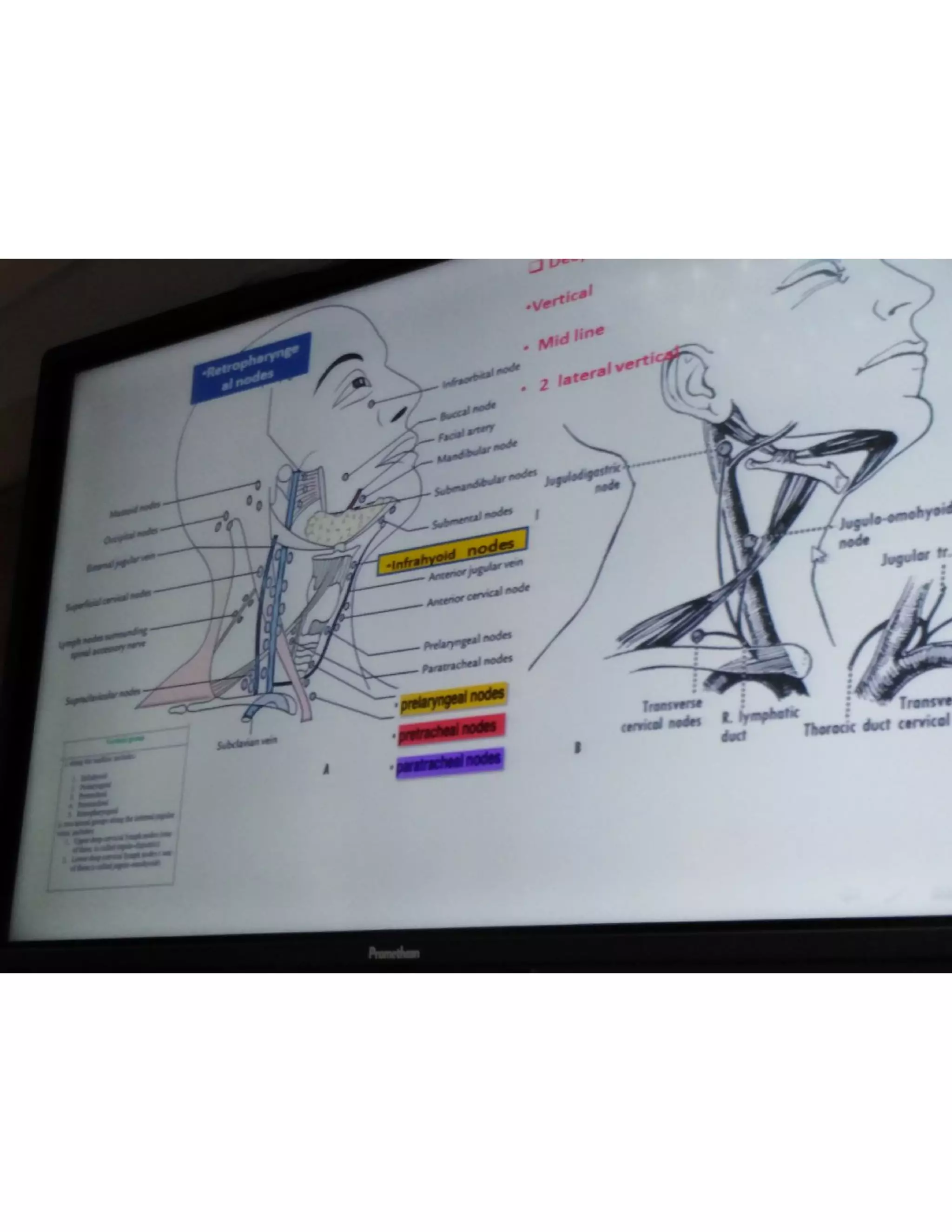 Anatomy dr alia | PDF