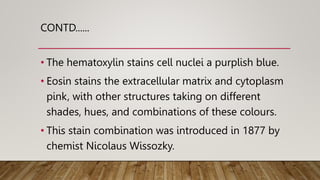 ANATOMY ELECTIVE HAEMAATOXYLIN AND EOSIN | PPT