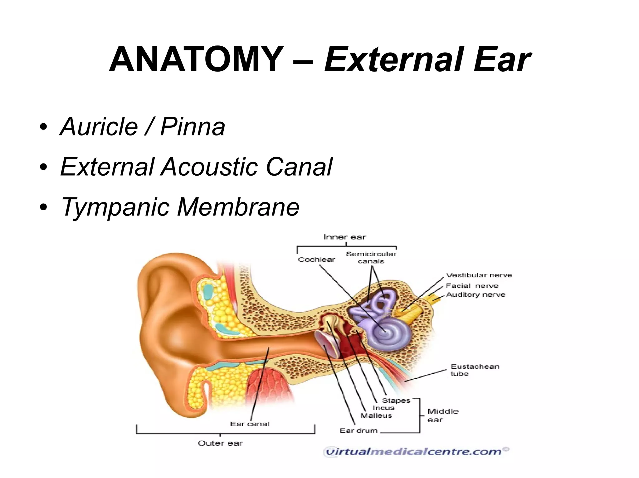 Anatomy & embryology ext ear & middle ear | ODP