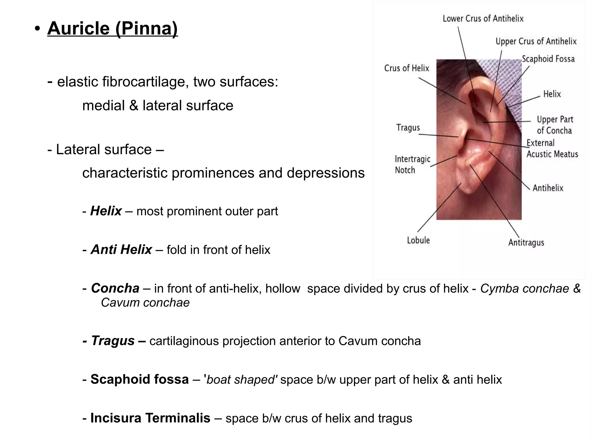 Anatomy & embryology ext ear & middle ear | ODP