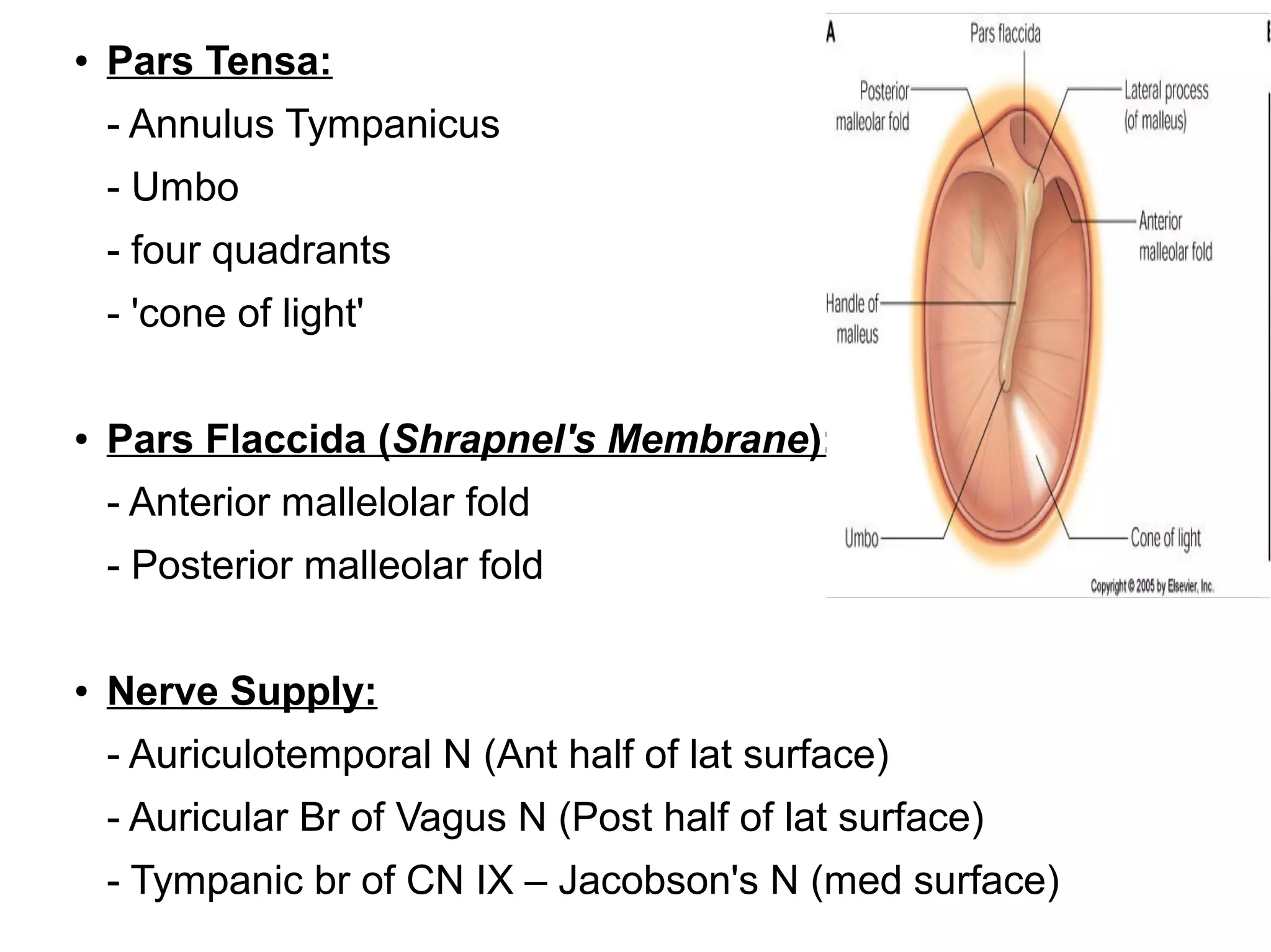 Anatomy & embryology ext ear & middle ear | ODP