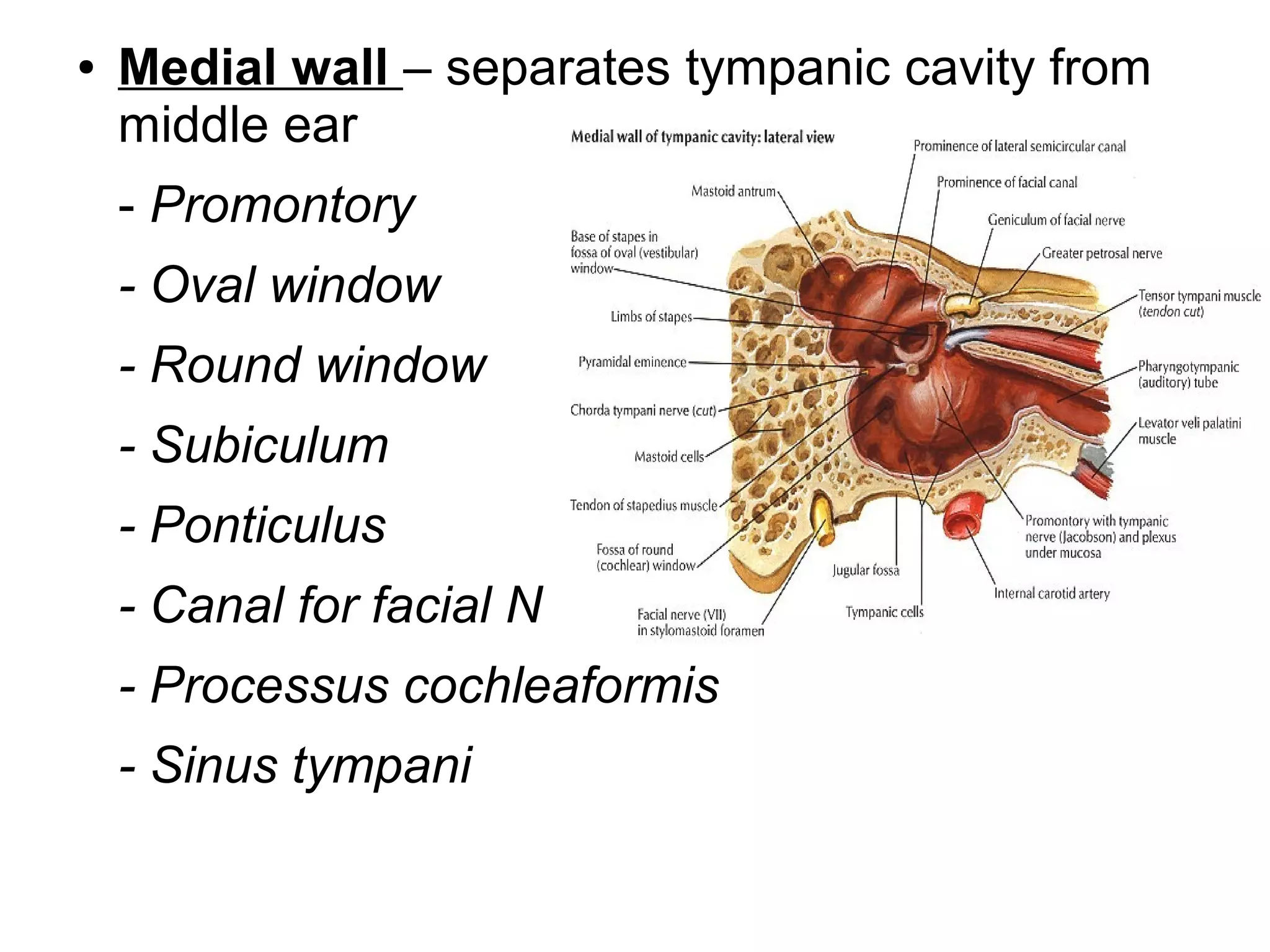 Anatomy & embryology ext ear & middle ear | ODP