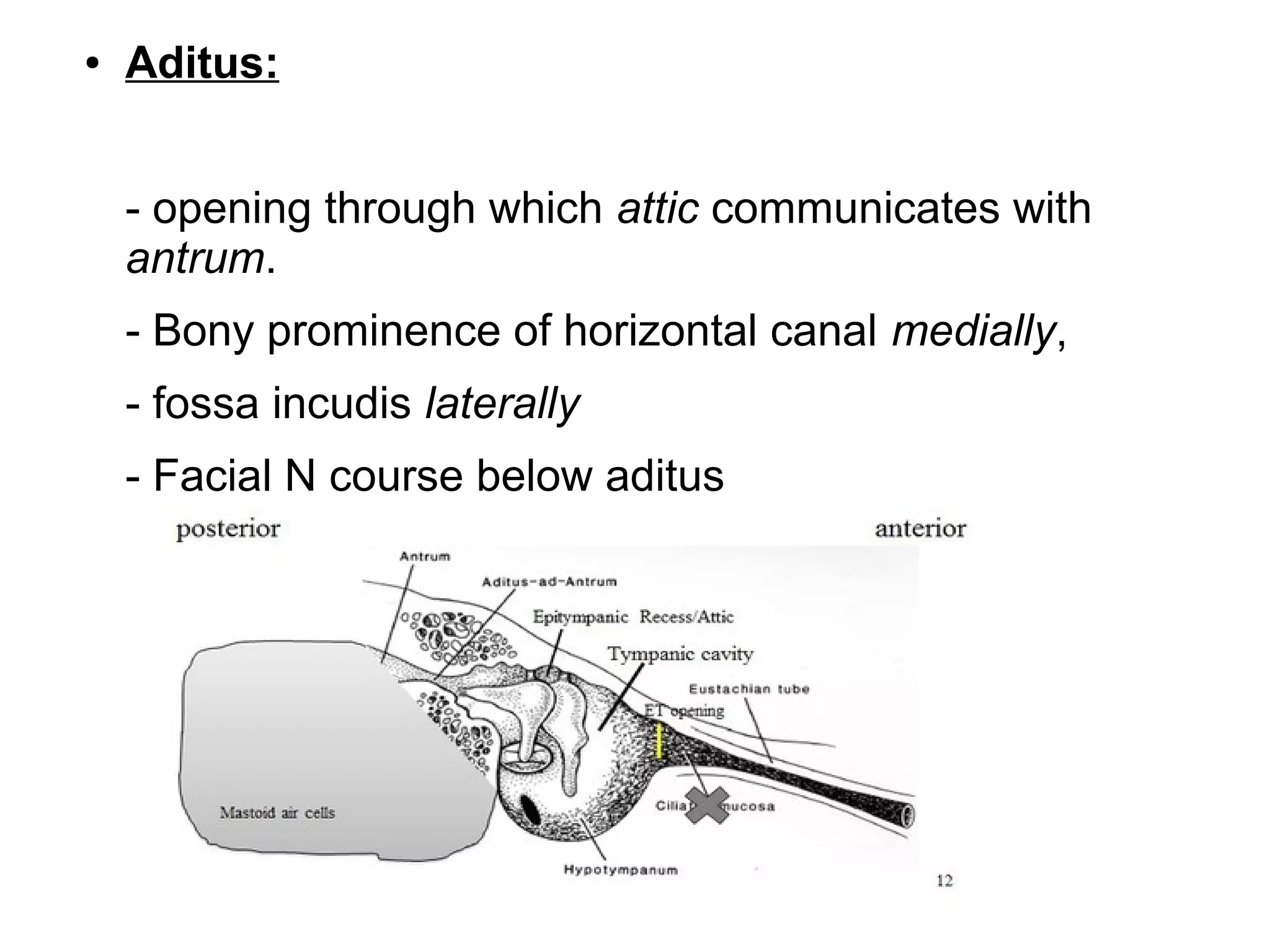 Anatomy And Embryology Ext Ear And Middle Ear Ppt