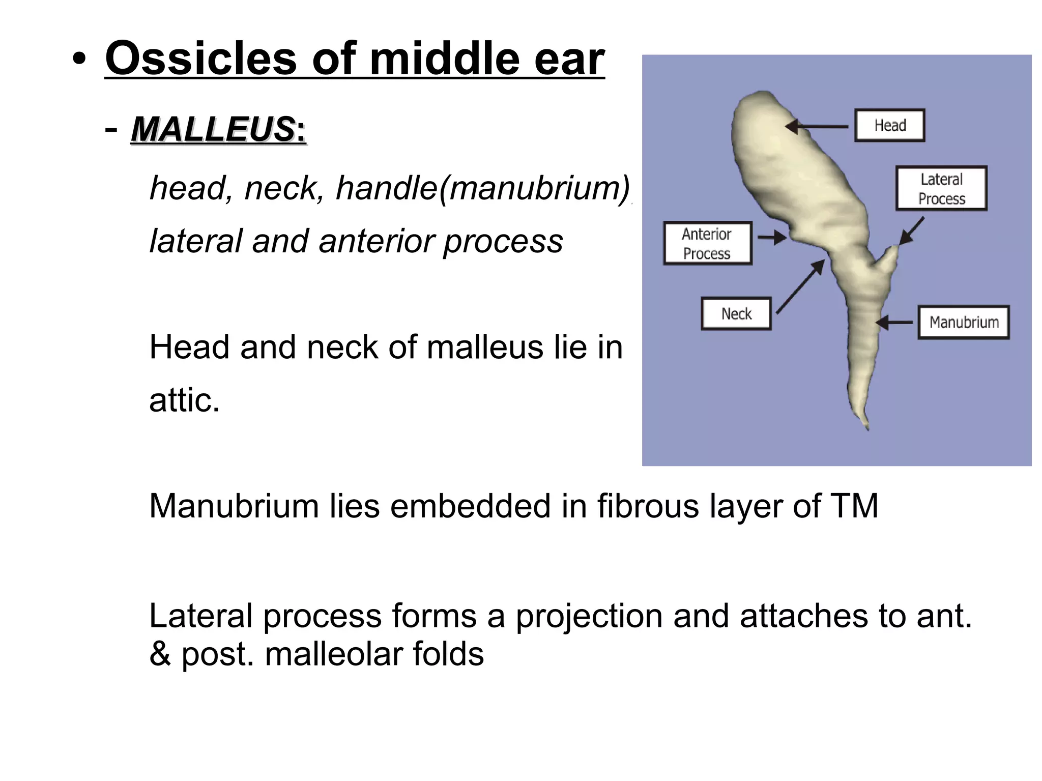 Anatomy & embryology ext ear & middle ear | ODP