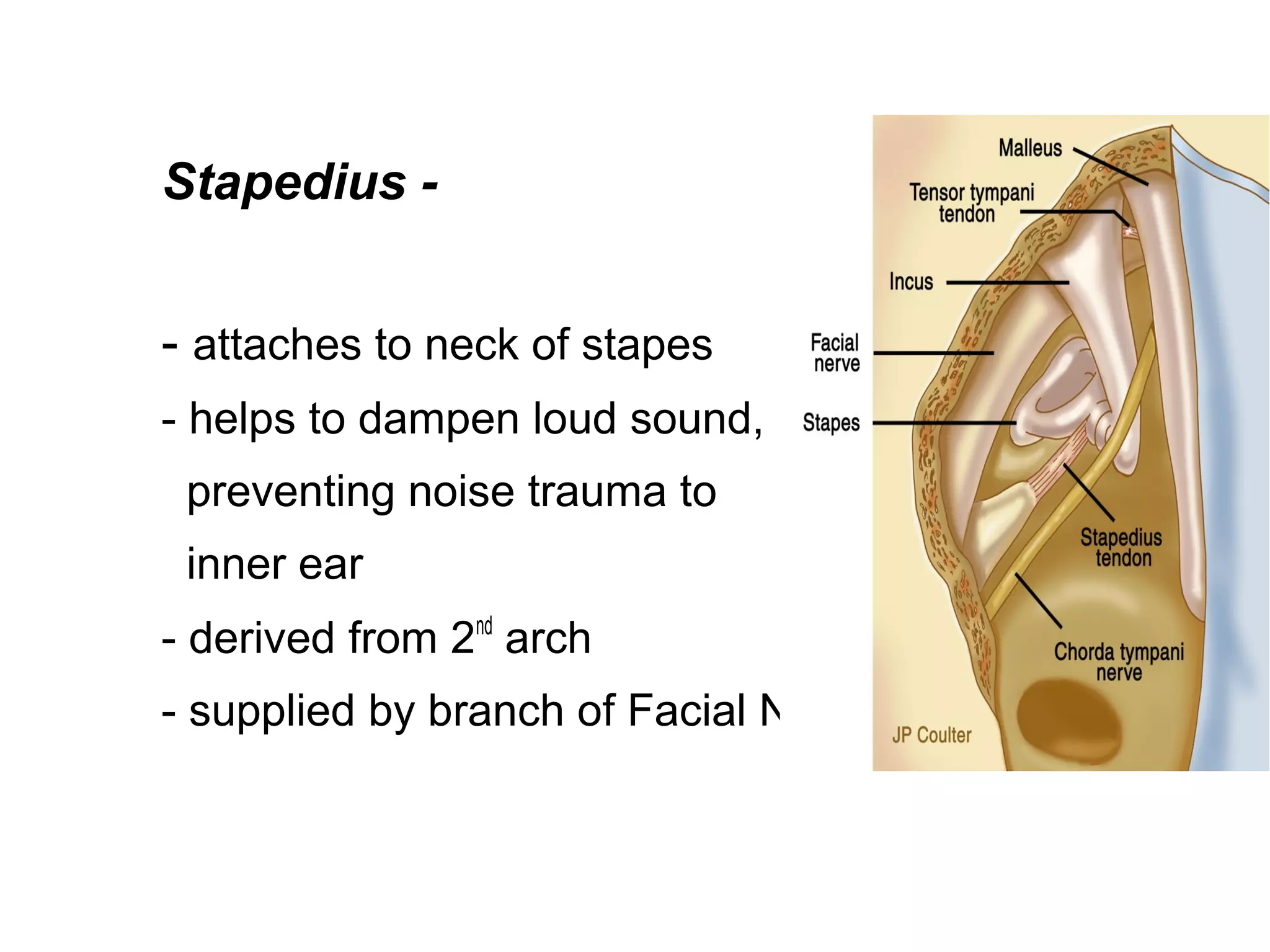 Anatomy & embryology ext ear & middle ear | ODP