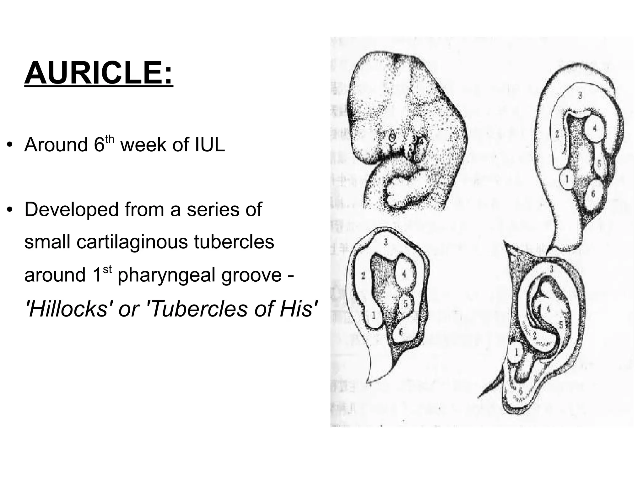 Anatomy & embryology ext ear & middle ear | ODP